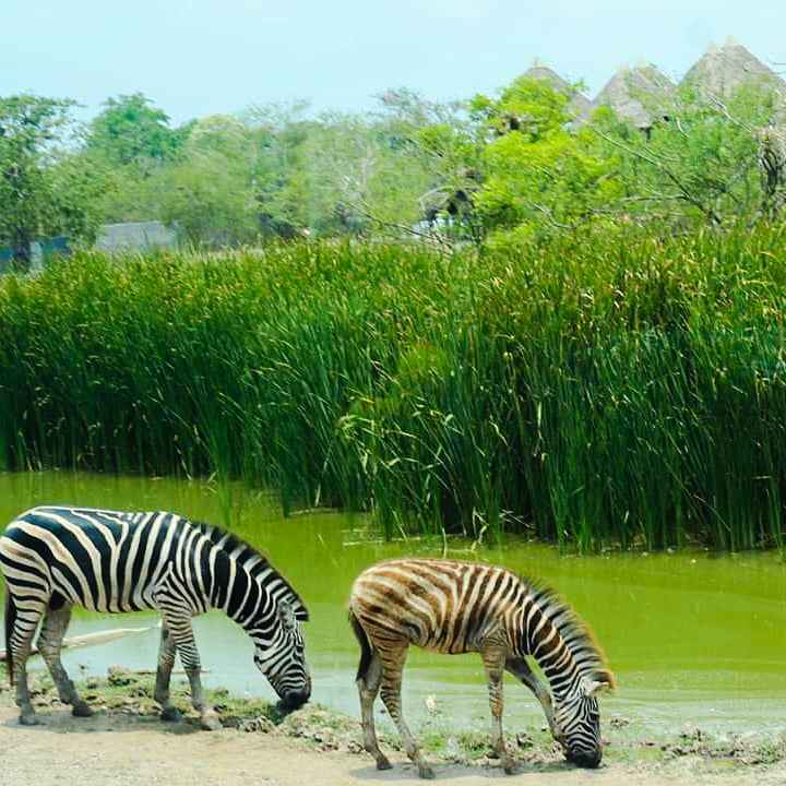 Rahul Miglani (@rahulmiglani) Travel Blogger at Tripoto