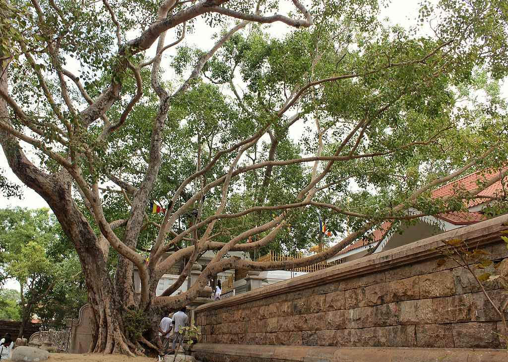 Bodhi Tree Facts