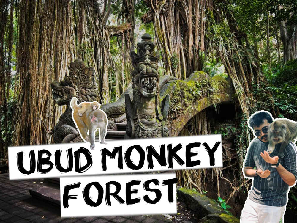 sacred monkey forest