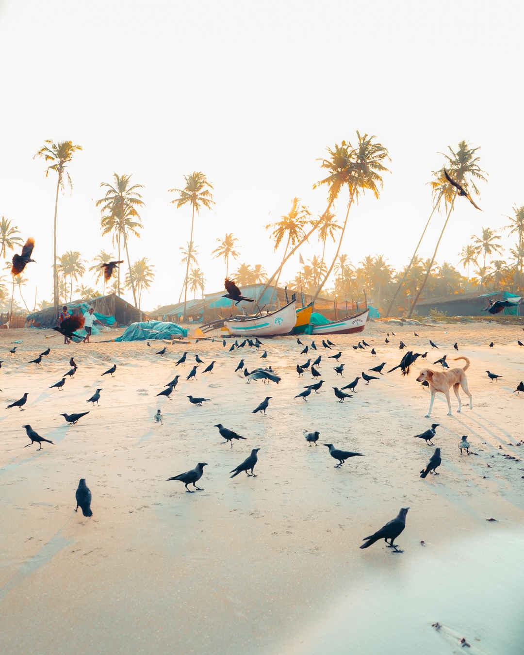Honest, Useful Traveler Guides To Colva 2022 | Tripoto