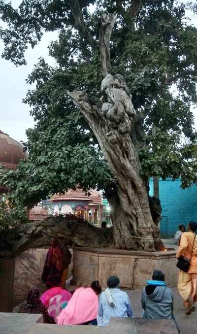 kadamba tree vrindavan