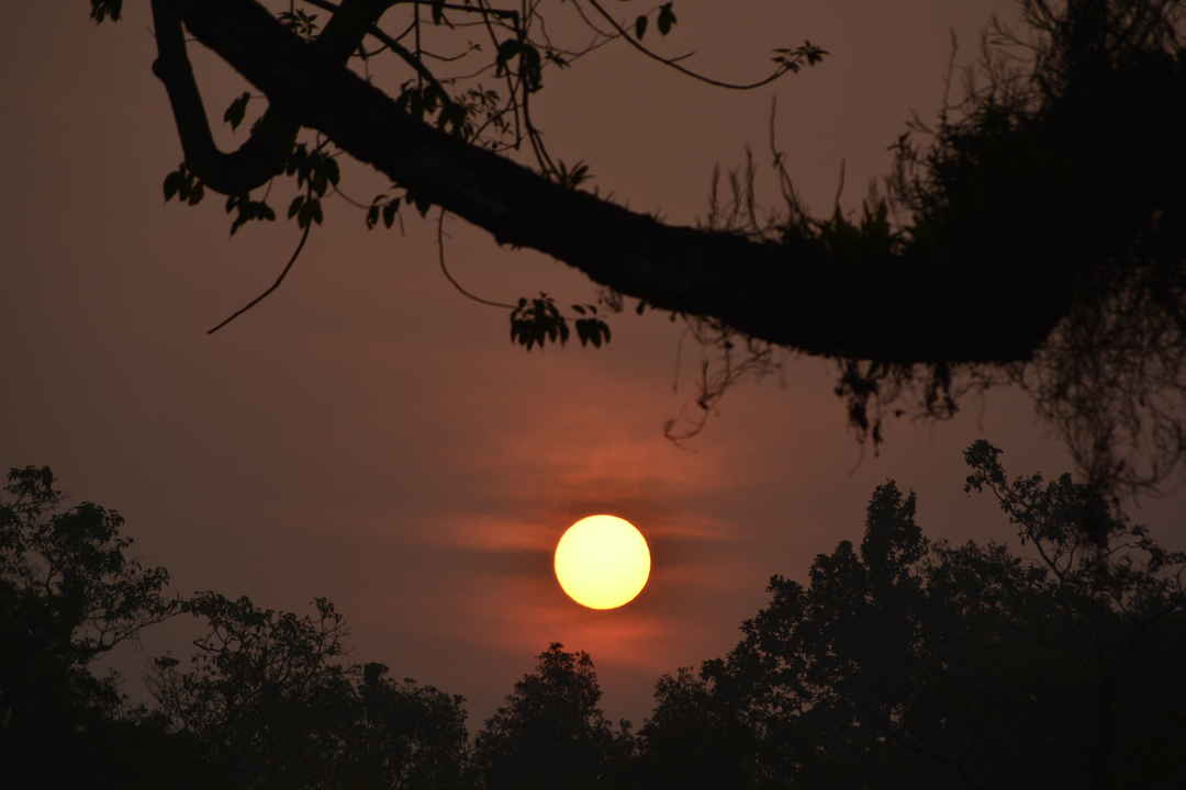 Lataguri Travel Guide 2022: Best of Lataguri Tourism | Tripoto