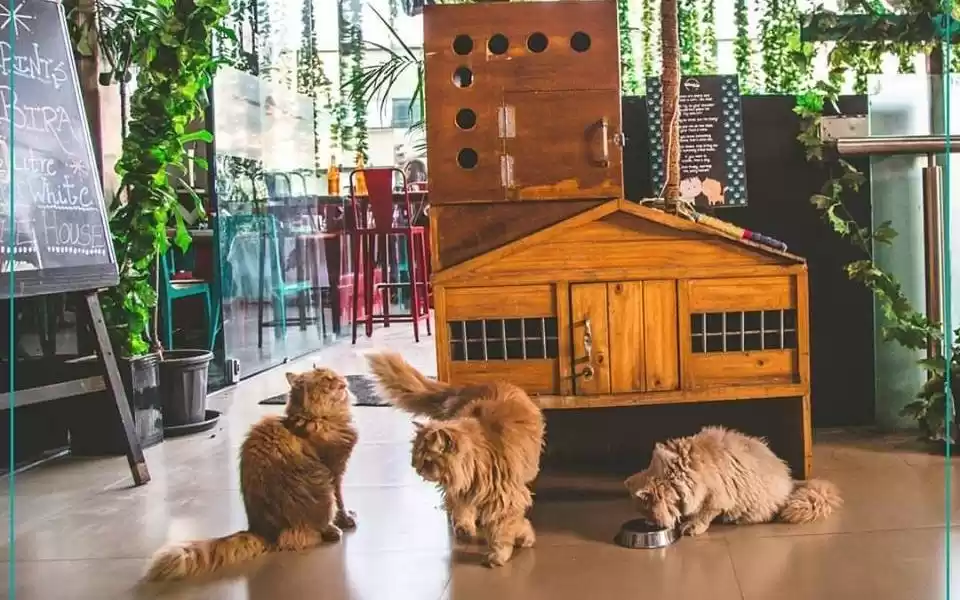 pet cafes you should visit in pune Tripoto