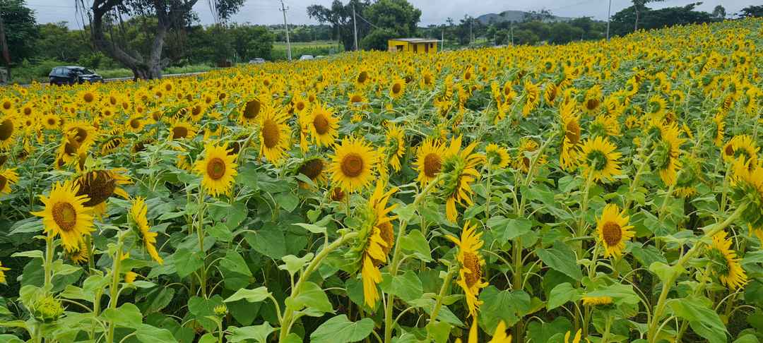 Honest, Useful Traveler Guides To Gudalur 2022 | Tripoto