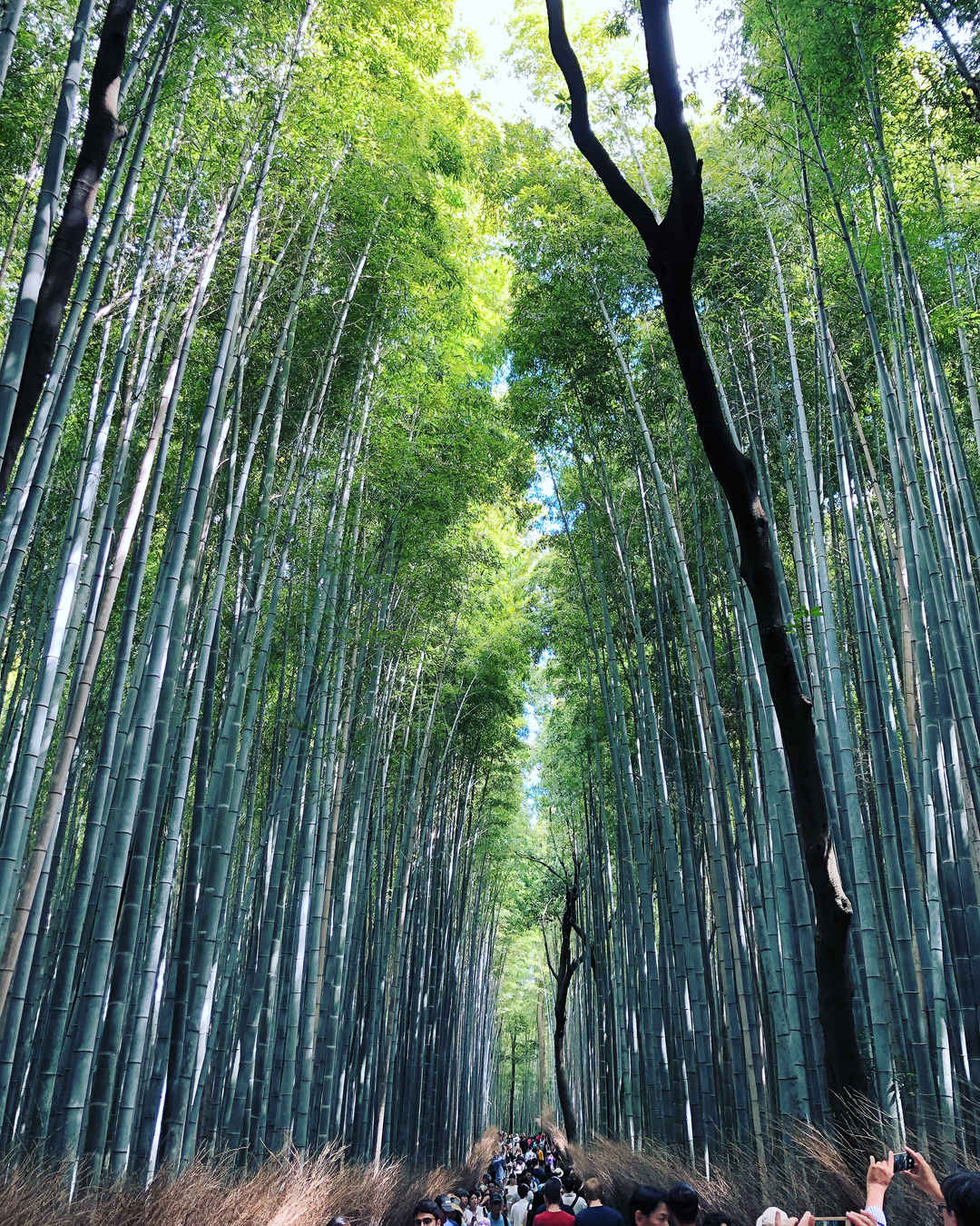 Manish Kodali (@manishkodali) Travel Blogger at Tripoto