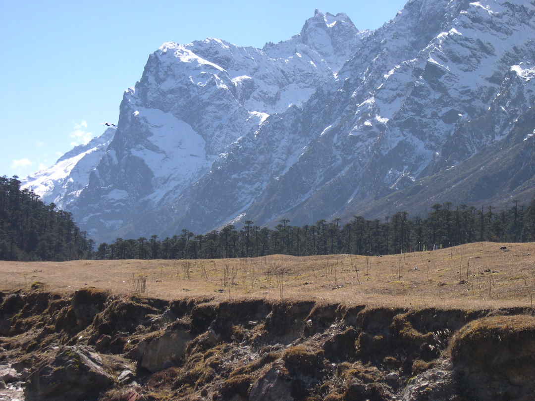 Yumthang Travel Guide 2021: Best of Yumthang Tourism | Tripoto