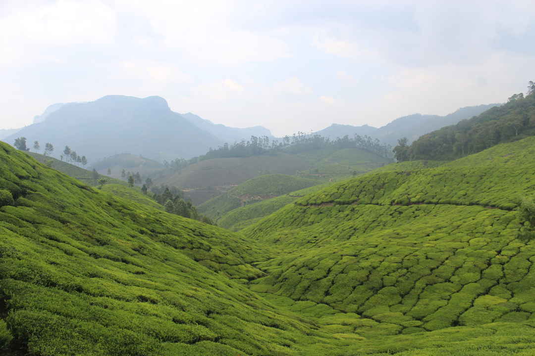 Honest, Useful Traveler Guides To Cochin 2021 | Tripoto