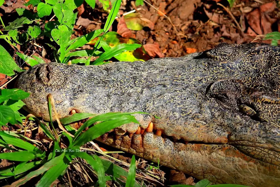 utan crocodile
