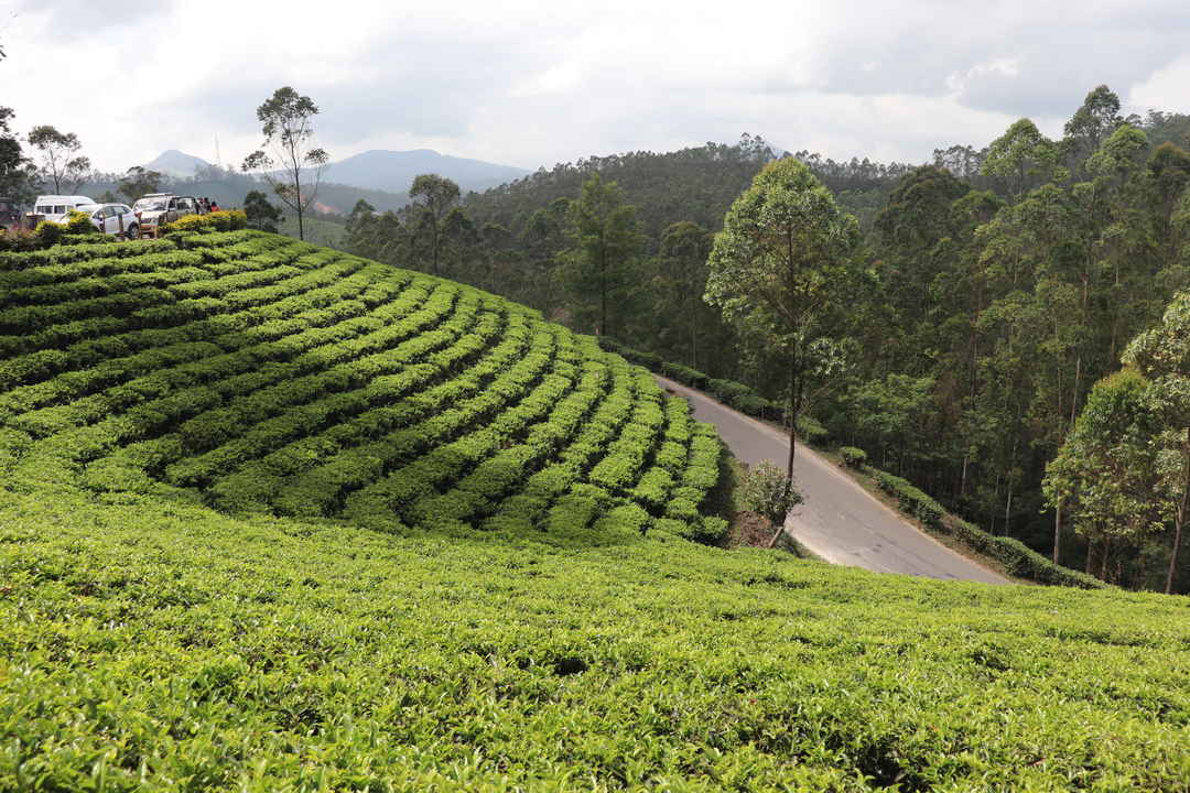 Exploring Munnar in 24 hours- heaven in kerala