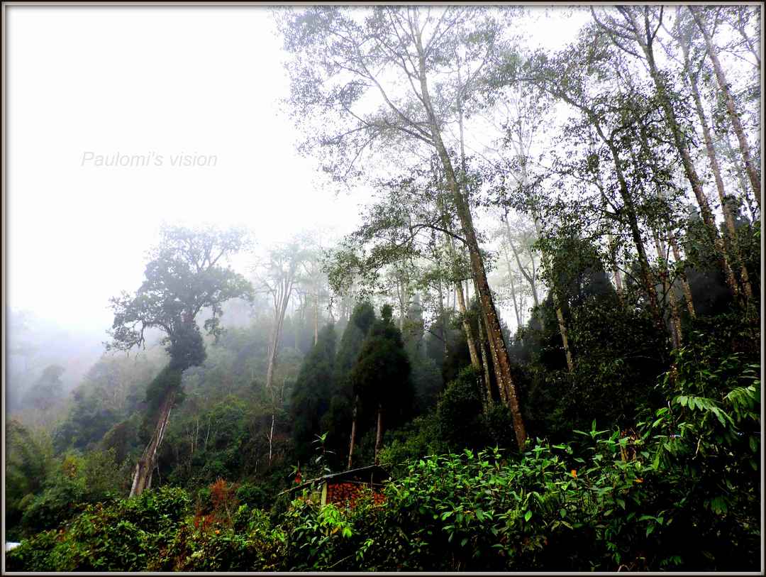 Honest, Useful Traveler Guides To Pedong 2023 | Tripoto