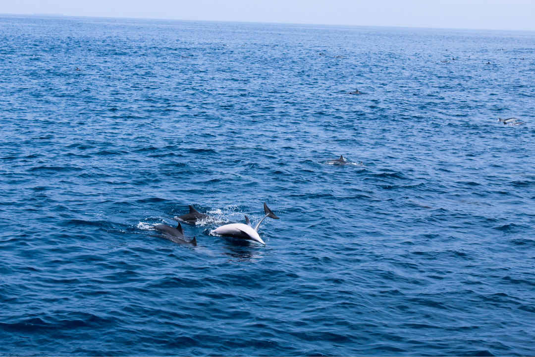 WHALE - INDIAN OCEAN