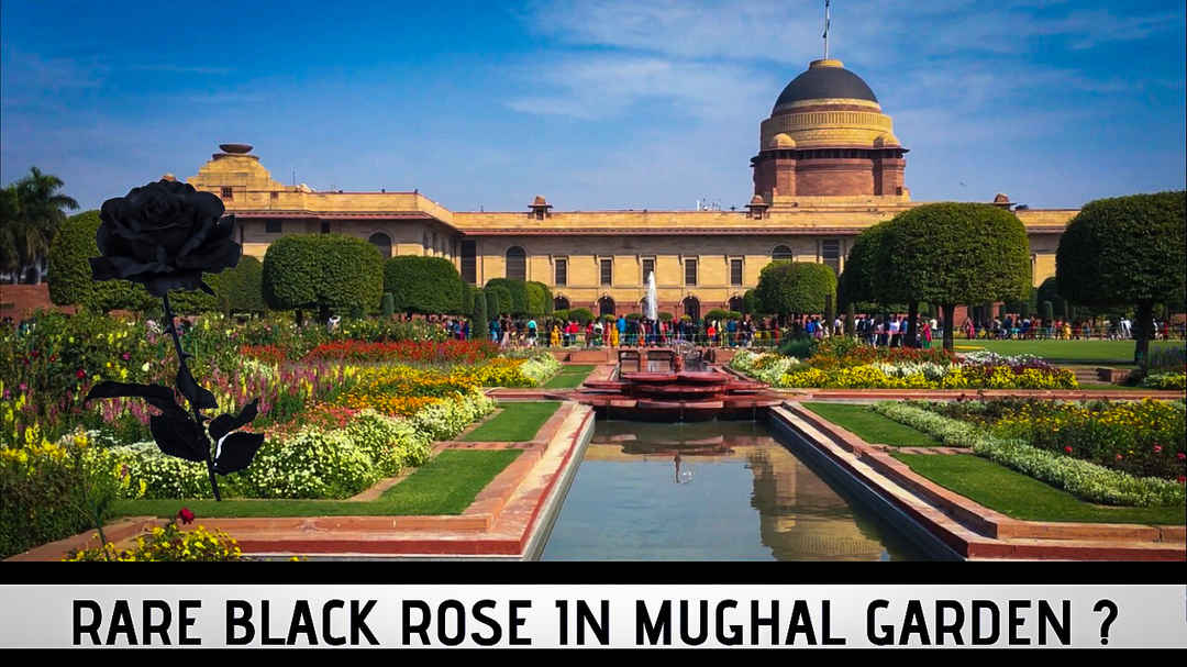 Piyush Mehra (@piyushmehra9171828) Travel Blogger at Tripoto