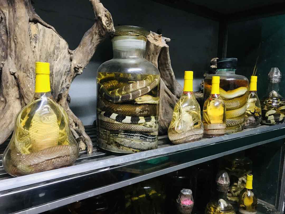 snake wine uk