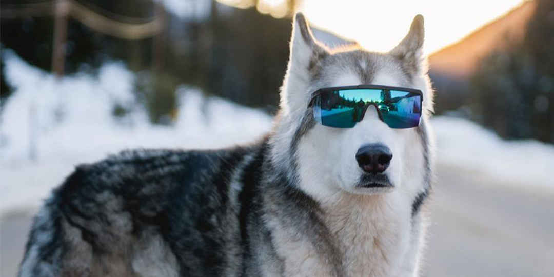 11 Dogs of Instagram Who Travel Better Than We Do - Tripoto