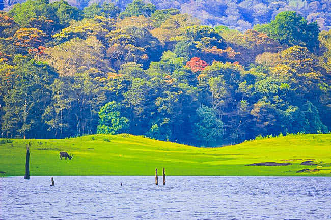 6 Stunning National Parks in Kerala: Everything You Need To Know About ...