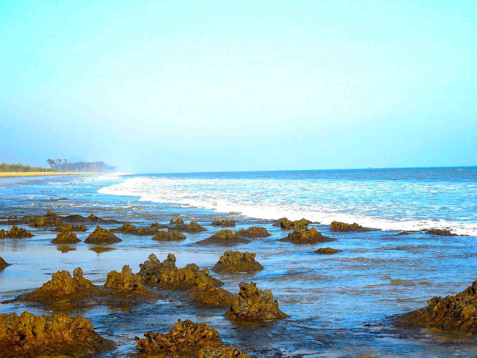 Seven amazing getaways in Odisha for discovering the wildlife ...