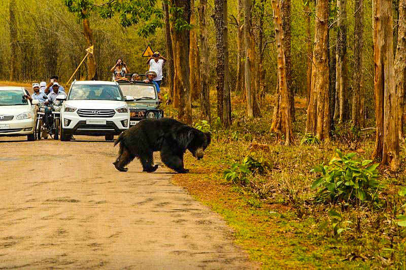 This Sloth Bear Sanctuary In Gujarat Is The Upcoming Destination Animal ...