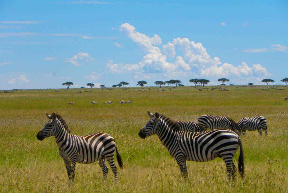 Seeing 2 Million Animals Run Across Tanzanias Landscape Is The Greatest ...