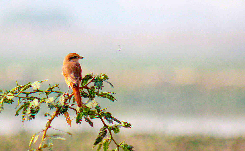 Basai Bird Sanctuary Itinerary: How to Reach, Things to Do at Basai ...