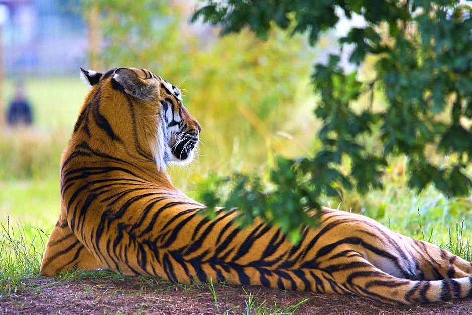 Complete Guide To Exploring Bondla Wildlife Sanctuary In North Goa