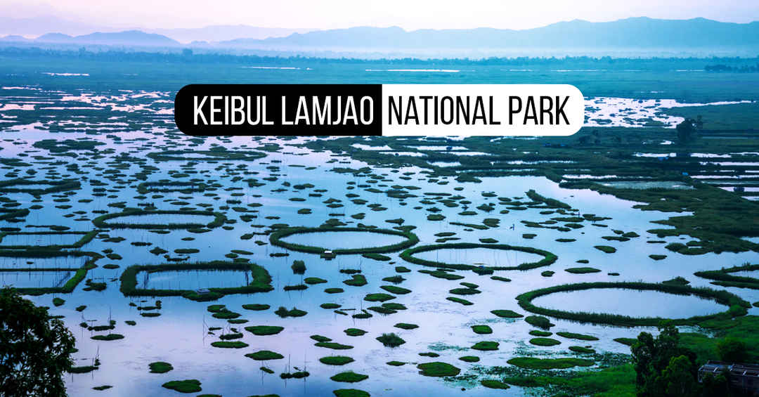 Floating National Park: A Guide to Keibul Lamjao National Park - Tripoto