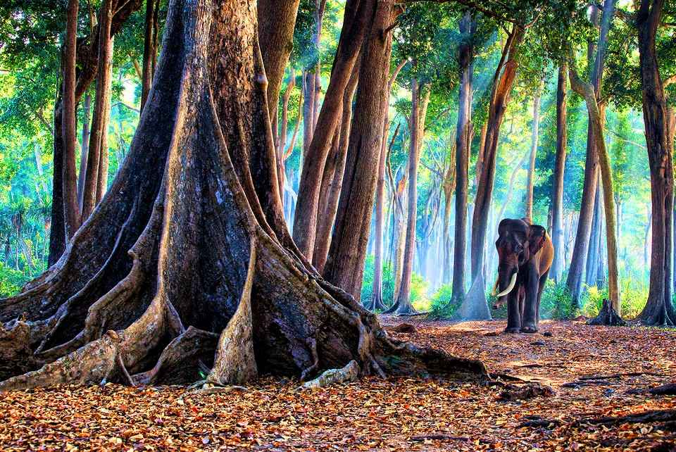 Lungs Of Our Planet: Rainforests In India - Tripoto