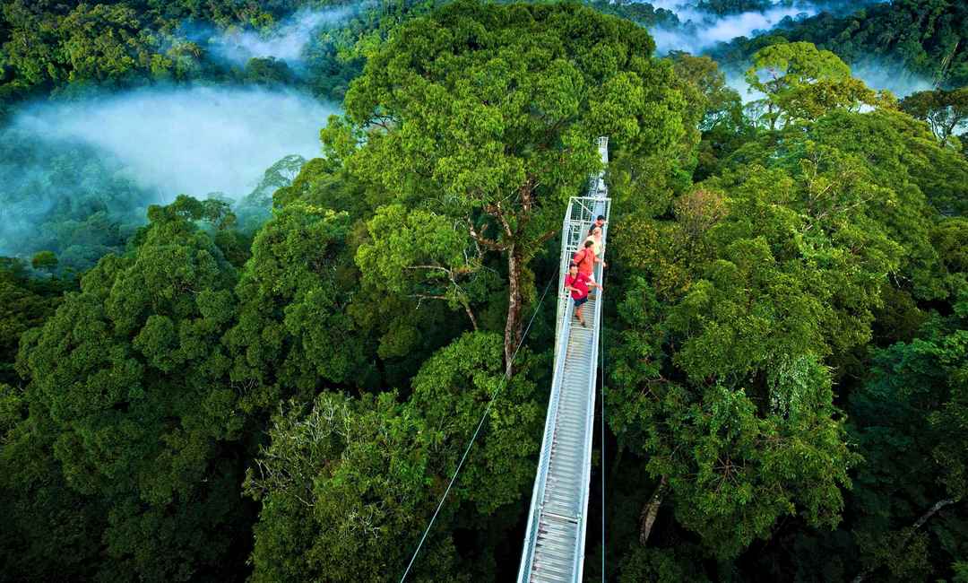 India Just Got Its First Canopy Walk And Heres Everything You Need To ...