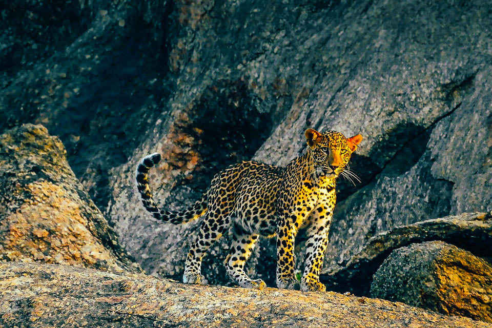 LEOPARD SPOTTING IN JAWAI, RAJASTHAN - Tripoto
