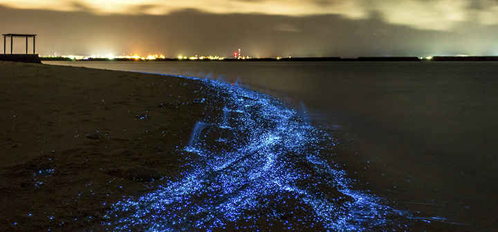 Bioluminescence In India: South Goa