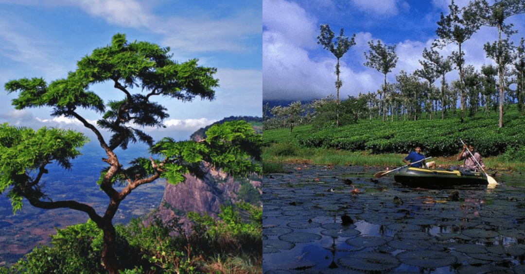 Nelliyampathy Hills In Kerala Are The Place Every Nature Lover Should ...