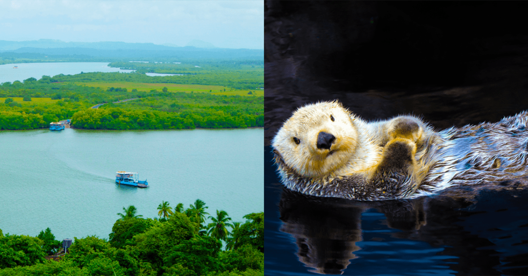 Divar Island Goa: How To Reach, Things To Do, Where To Stay | Tripoto