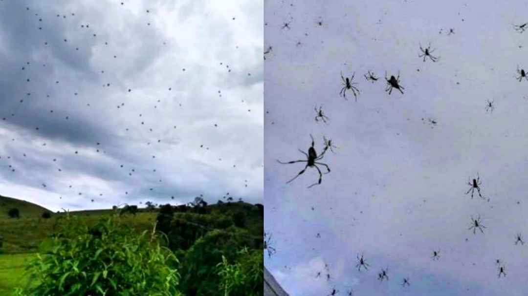 Sorry men, its raining spiders this time - Tripoto