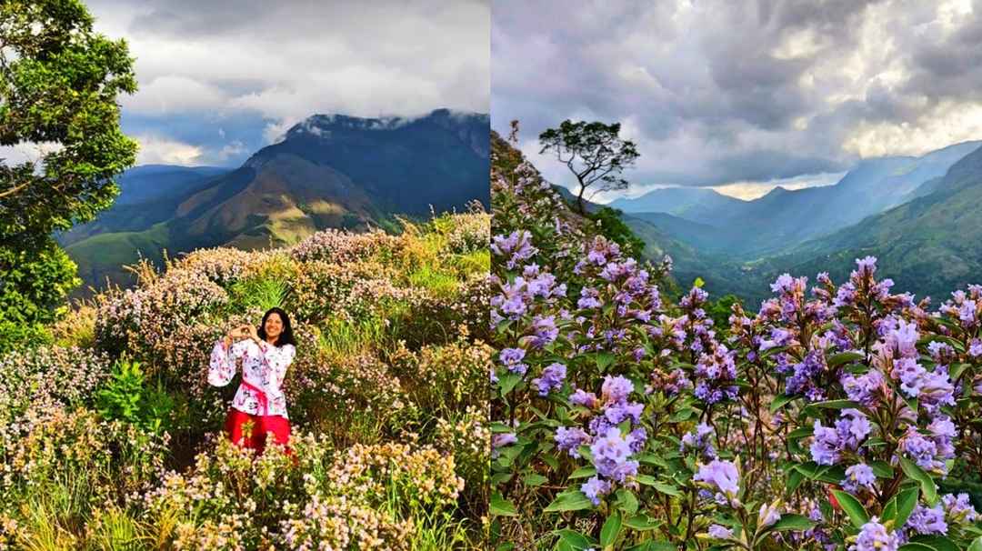 The Neelakurinji Blooms in Munnar - This happens once in 12 years ...