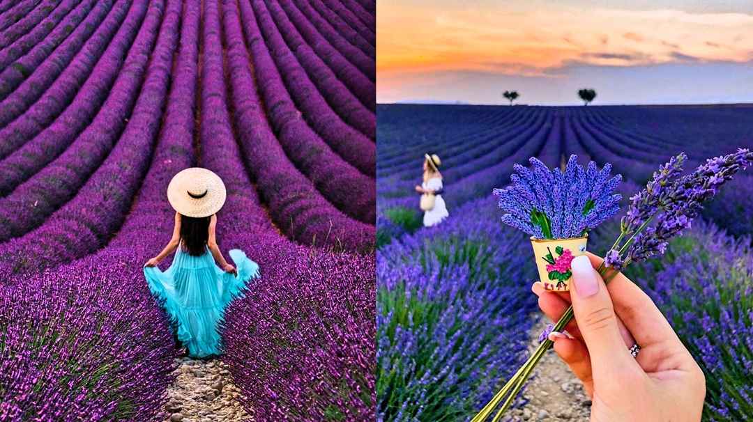 My Lavender Trail In France - Tripoto
