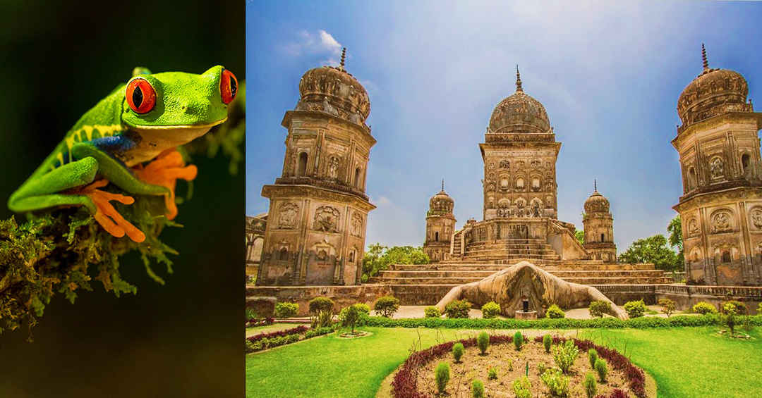 This Secret Indian Frog Temple Can Be the Next Big Thing on Instagram ...