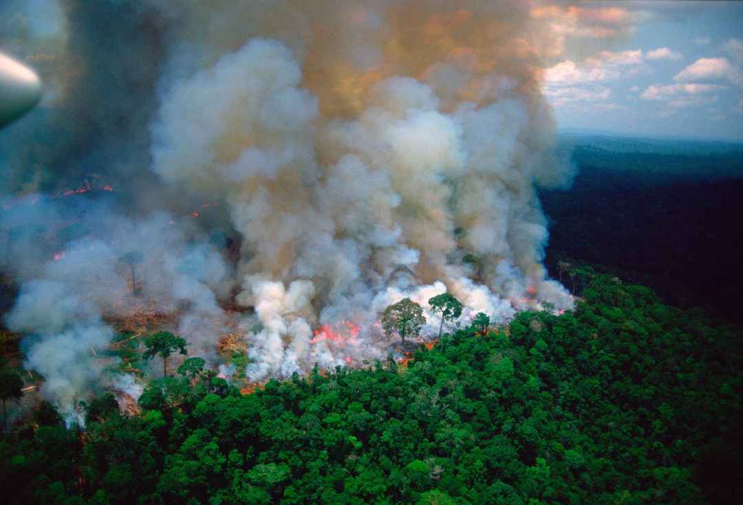 Amazon Rainforests Are Burning The Destruction Can Be Seen From Space ...