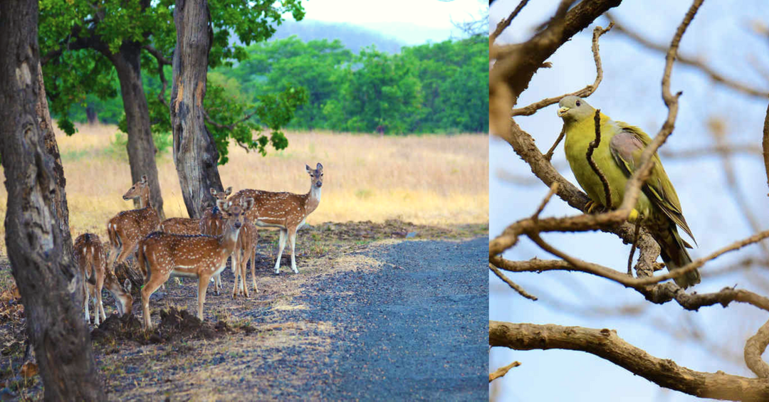 Magical Melghat Tiger Reserve with ISLPIndore - Tripoto