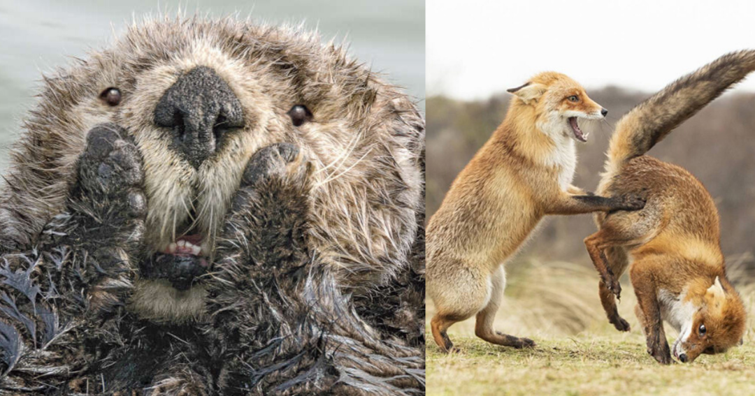 We Cant Stop ROFLing At These Pictures From The Comedy Wildlife ...