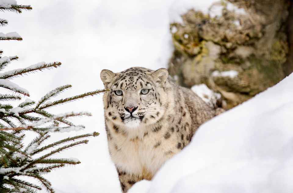 7 Places to Witness the Most Wonderful Animal Species that are on the ...