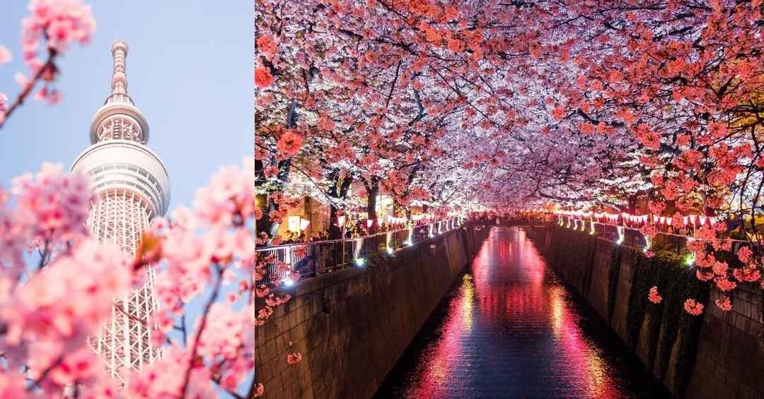 Hanami in Japan, As It is All Set to Welcome The Cherry Blossom Season ...