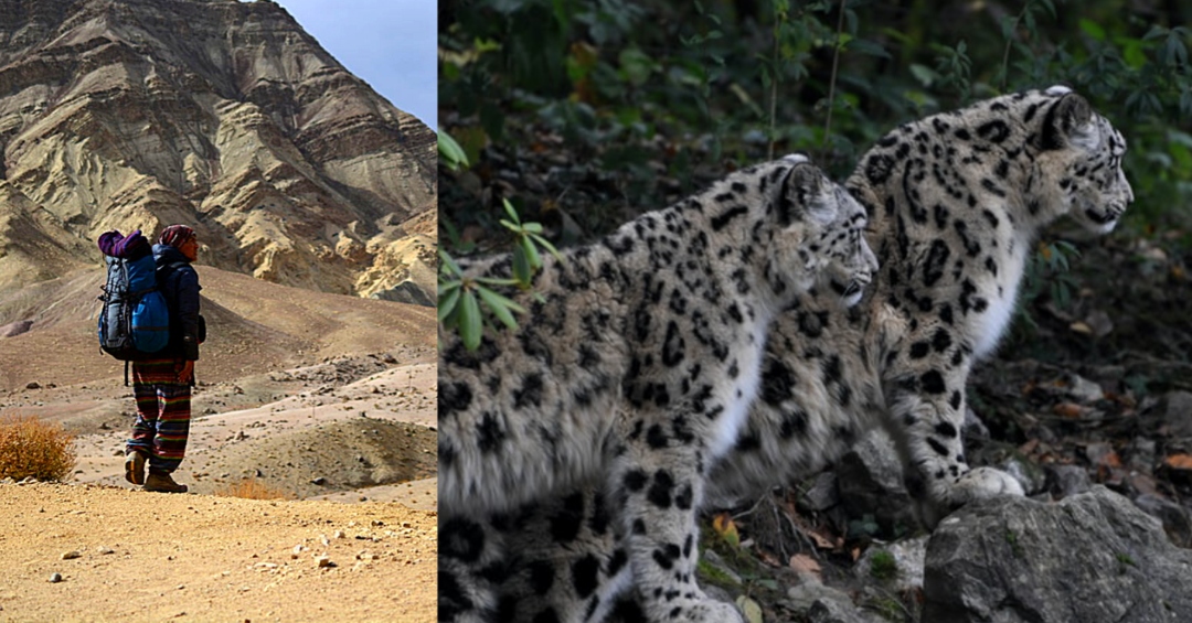 Elusive Snow Leopards of Ladakh HiddenGem - Tripoto