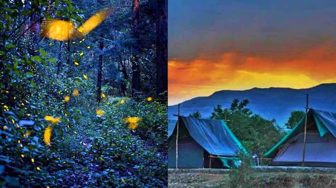 Experience the Firefly Festival at this Pristine Village in Maharashtra ...