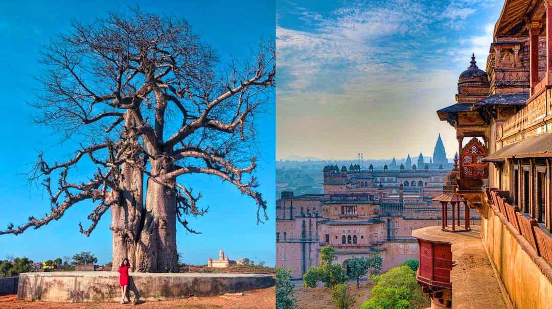 This Hidden Town in Madhya Pradesh Has a Majestic Lone Madagascar Tree ...