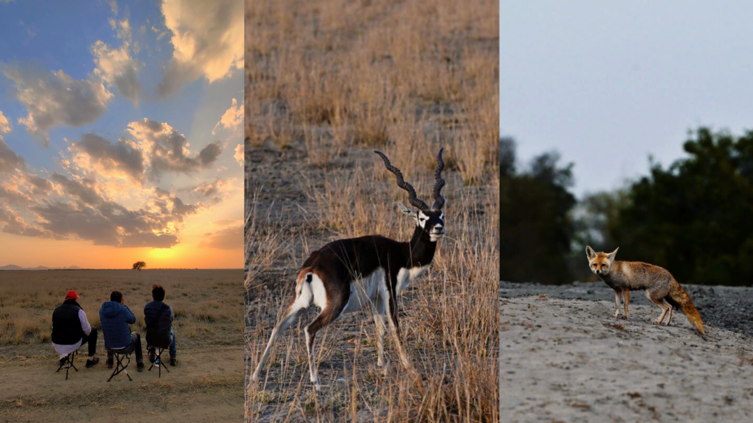 Tal Chappar wildlife sanctuary - Tripoto