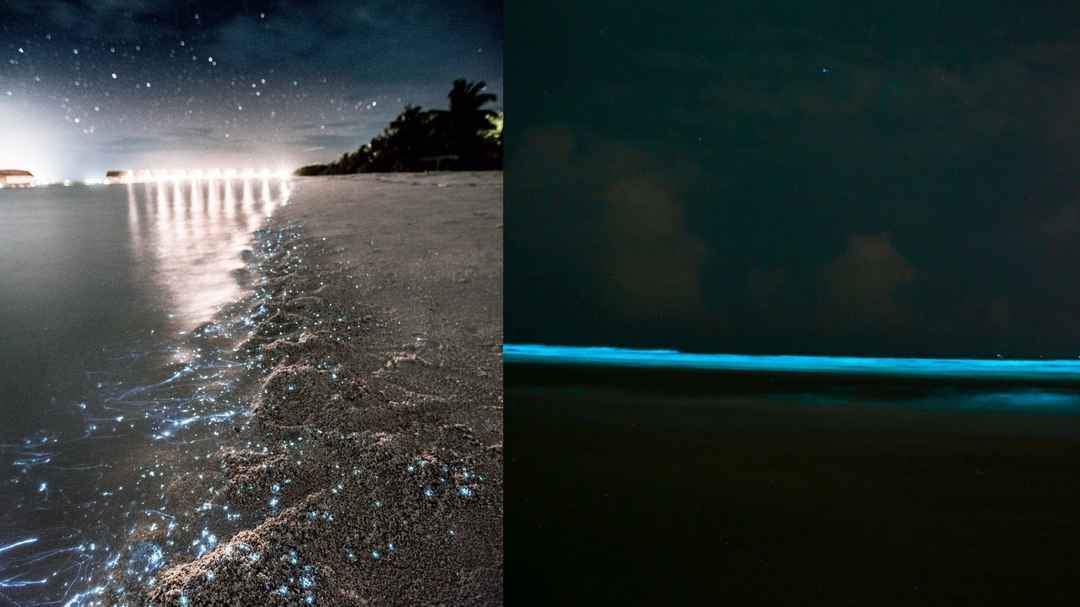 Bioluminescence In India: South Goa