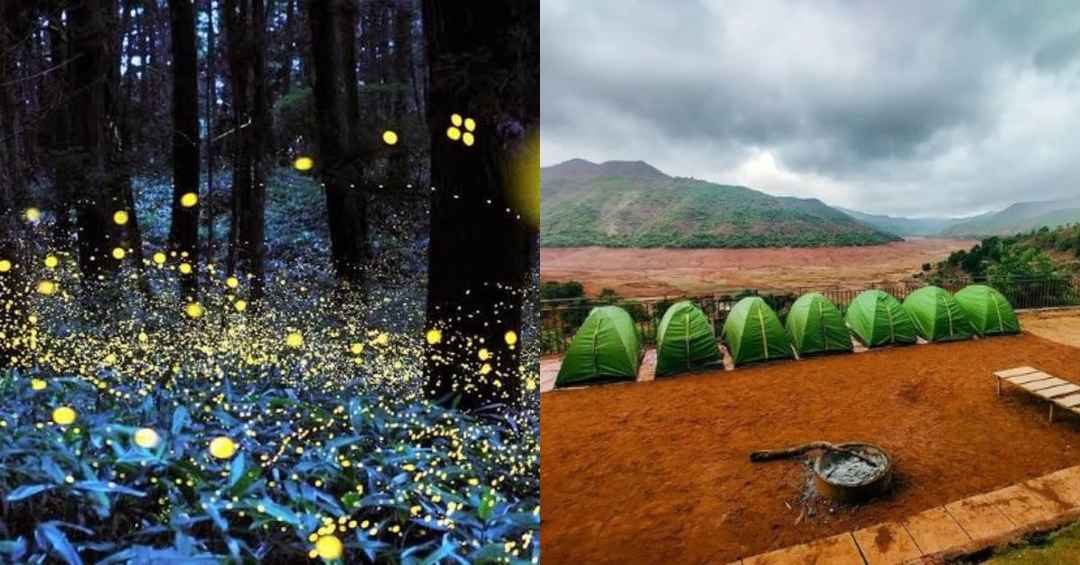 Only a Few Hours from Pune, You Can Witness the Magic of Fireflies at ...