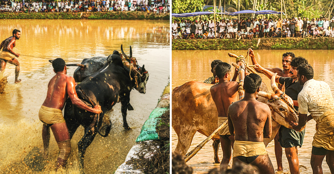 Indias Most Offbeat And Dangerous Sport: Bull Surfing In Kerela - Tripoto