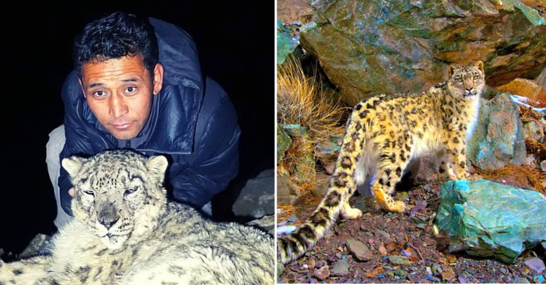 Tracking the Elusive Himalayan Snow Leopard: A Wildlife Guards Journey ...