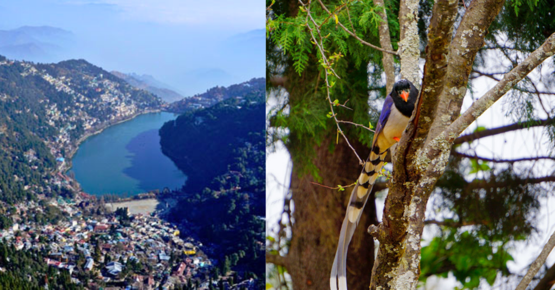 Pangot: An Ideal Weekend Getaway to a Paradise Lost in Time - Tripoto