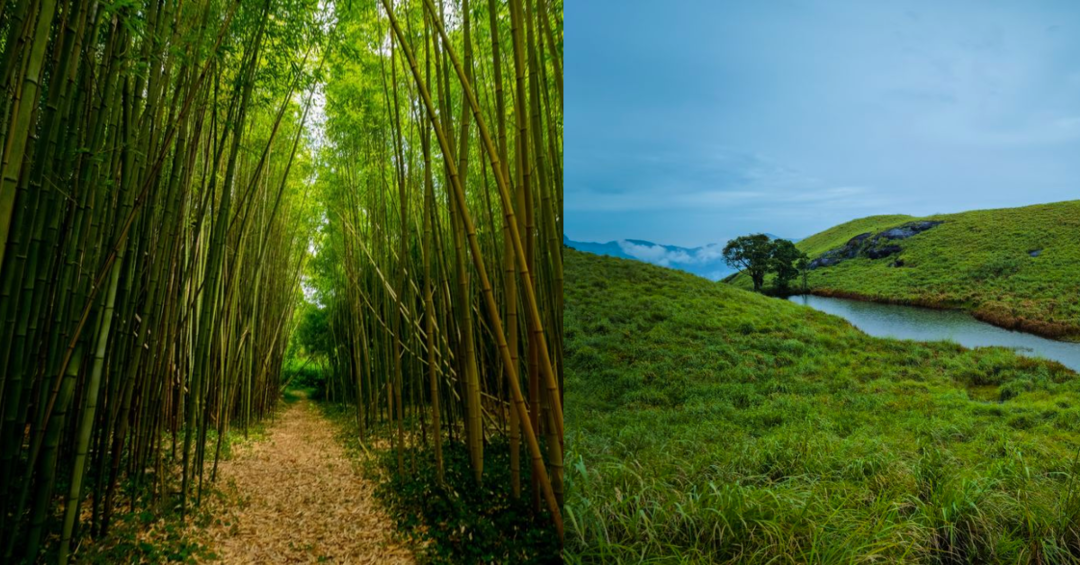 Tourist Places in Wayanad: 25 Handpicked Destinations for Your Hilly ...